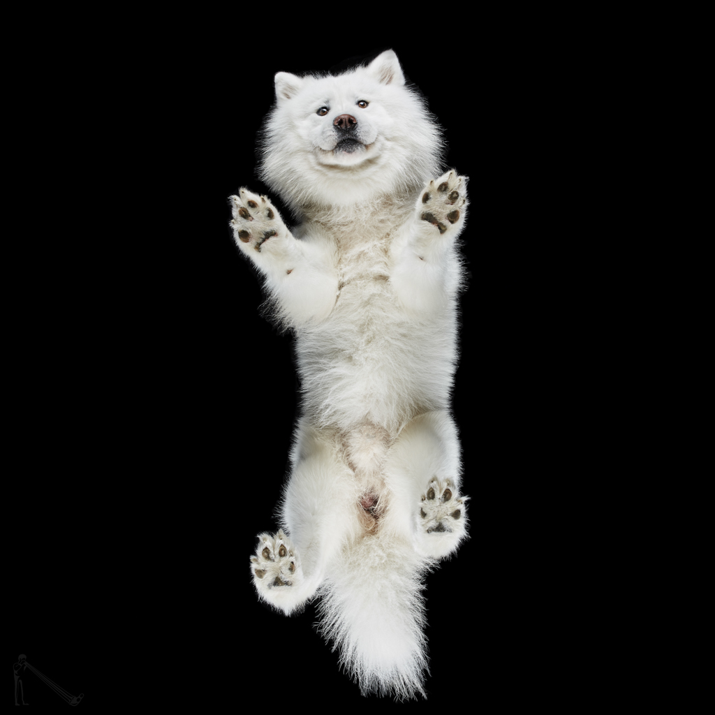 Photographer Andrius Burba Captures Stunning Photos Of Dogs From ...