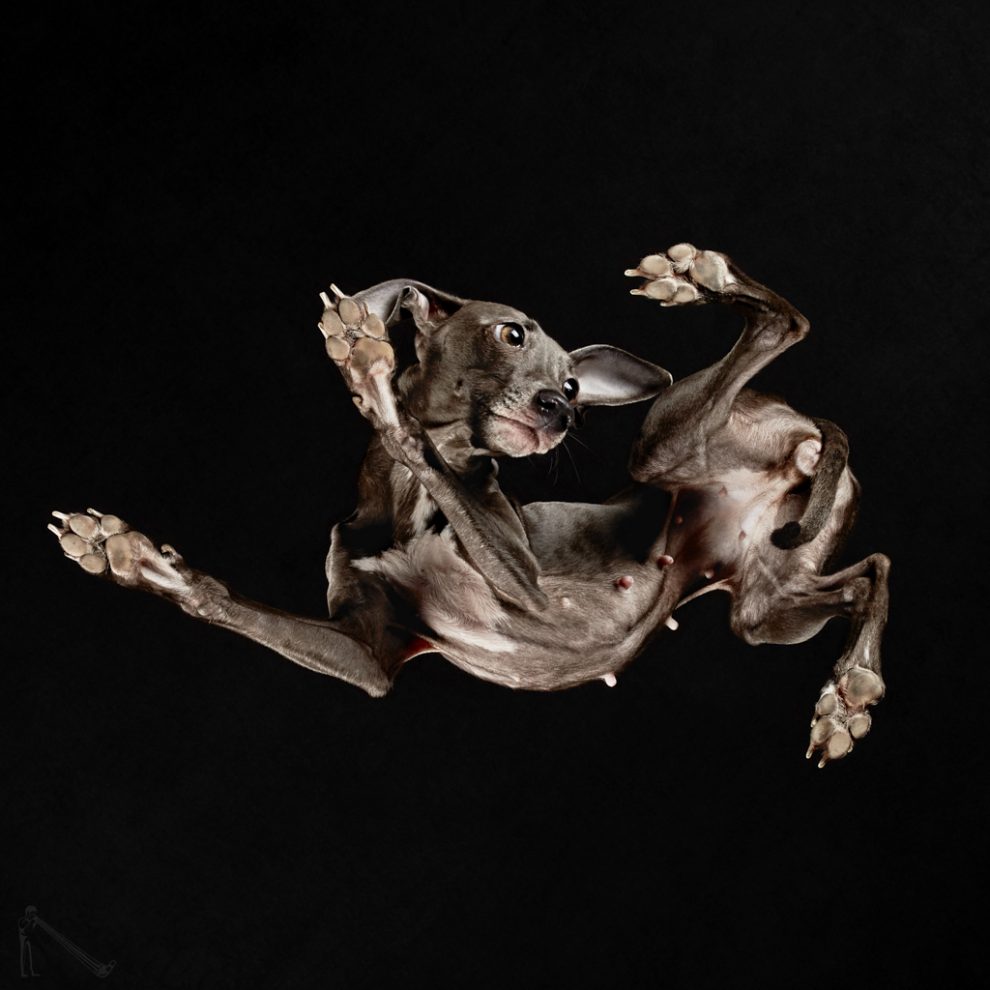 Photographer Andrius Burba Captures Stunning Photos Of Dogs From ...