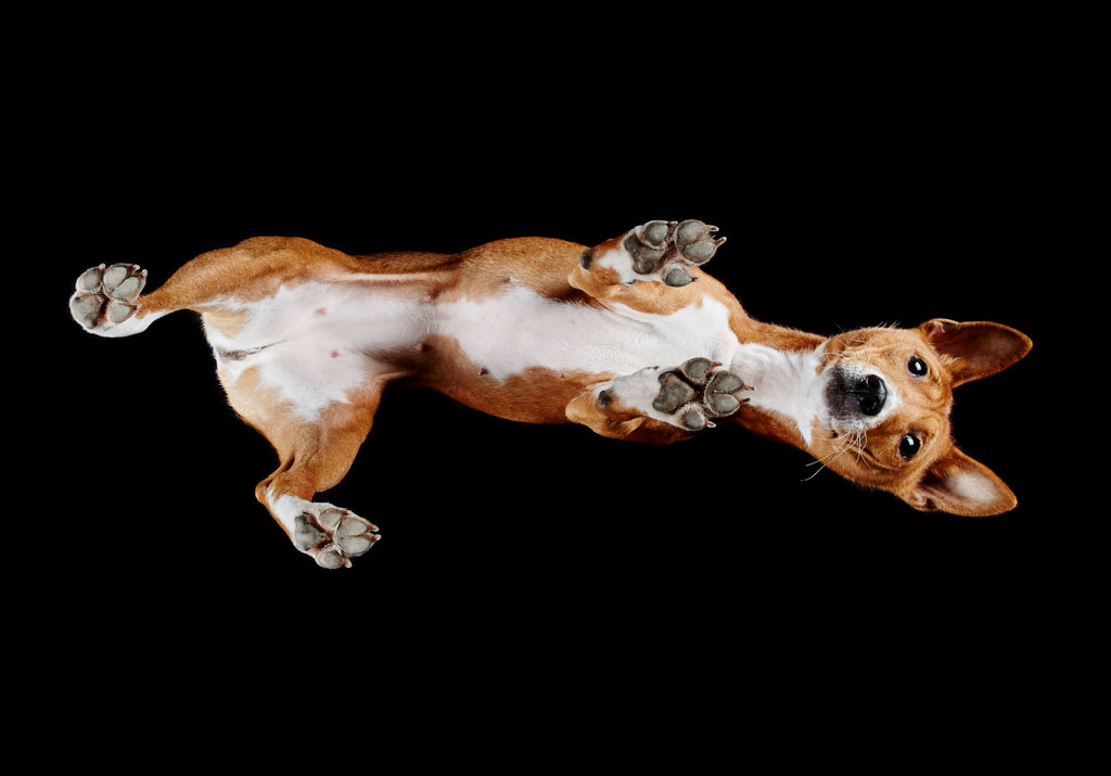 Photographer Andrius Burba Captures Stunning Photos Of Dogs From ...