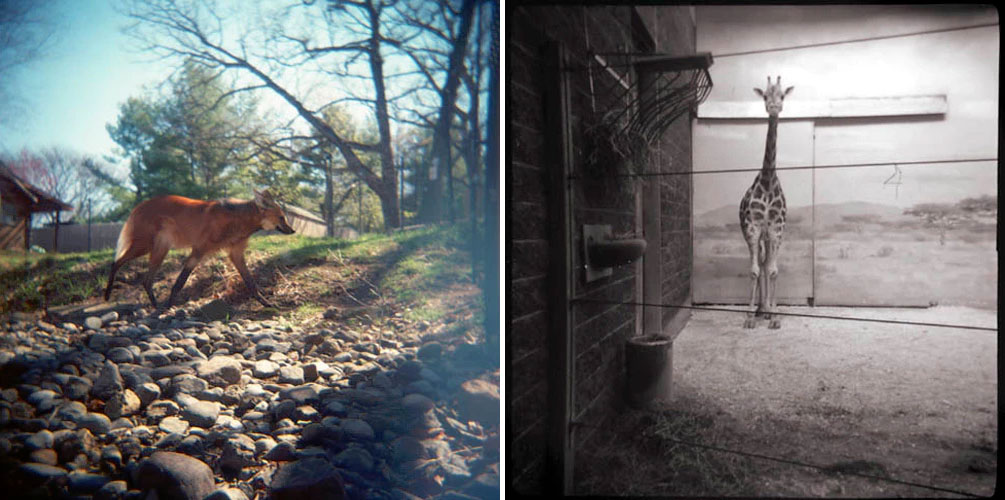 The Best Photographs Taken With ‘Krappy Kameras’ In 2017 » Design You ...