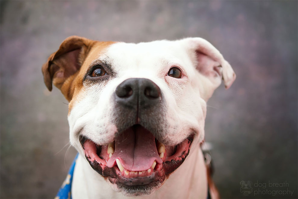 Expressive And Whimsical Portraits Of Dogs By Kaylee Greer » Design You ...