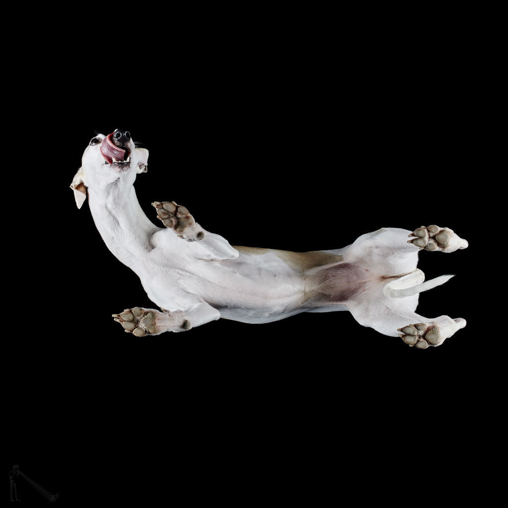 Photographer Andrius Burba Captures Stunning Photos Of Dogs From ...