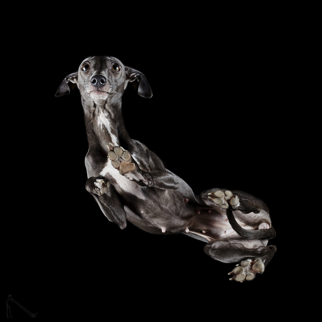 Photographer Andrius Burba Captures Stunning Photos Of Dogs From ...