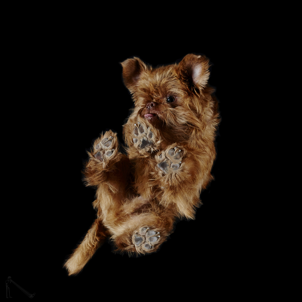Photographer Andrius Burba Captures Stunning Photos Of Dogs From ...