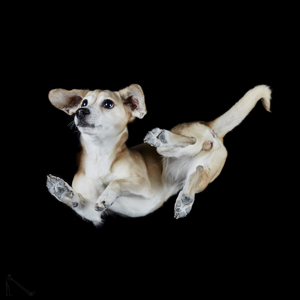 Photographer Andrius Burba Captures Stunning Photos Of Dogs From ...