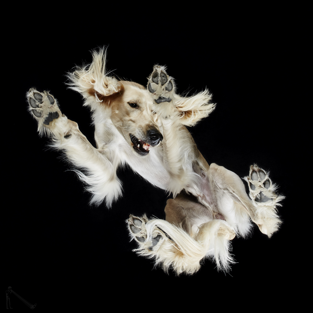 Photographer Andrius Burba Captures Stunning Photos Of Dogs From ...