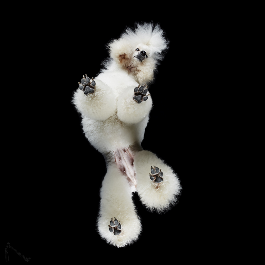 Photographer Andrius Burba Captures Stunning Photos Of Dogs From ...