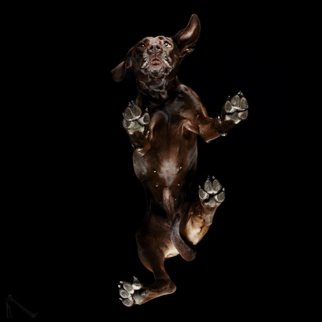 Photographer Andrius Burba Captures Stunning Photos Of Dogs From ...