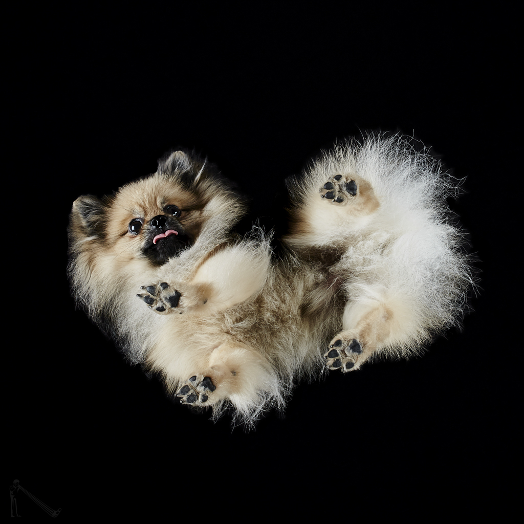 Photographer Andrius Burba Captures Stunning Photos Of Dogs From ...