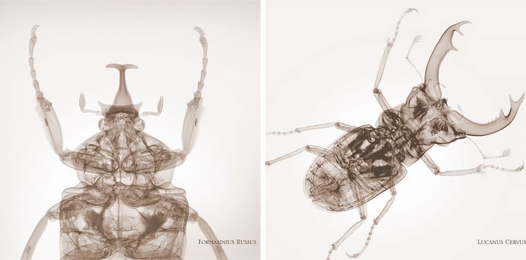 Extreme X-Rays: Photographer Nick Veasey Takes You Inside The Insects ...