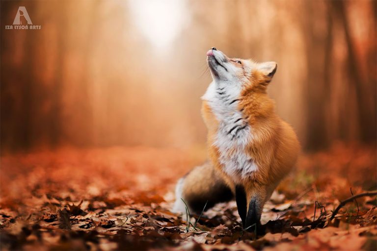 Curious Fox Strikes Up Unlikely Friendship With Polish Photographer ...