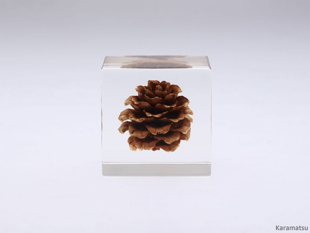 The Real Objects Of Nature Preserved In Acrylic Cubes » Design You ...