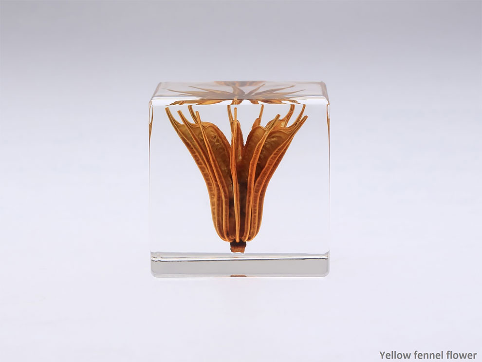 The Real Objects Of Nature Preserved In Acrylic Cubes » Design You ...