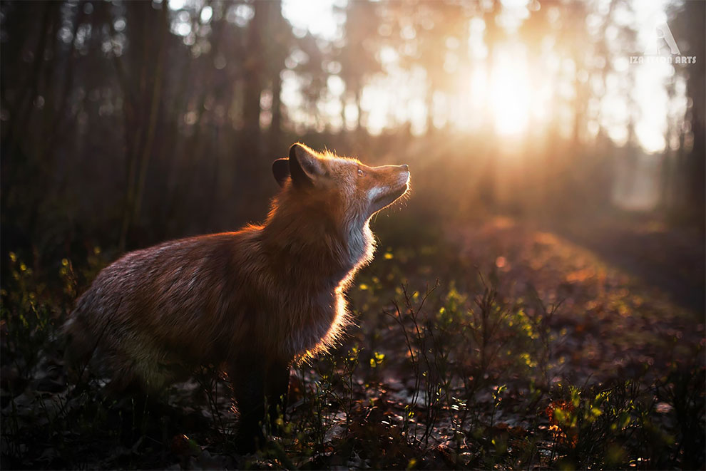 Curious Fox Strikes Up Unlikely Friendship With Polish Photographer ...