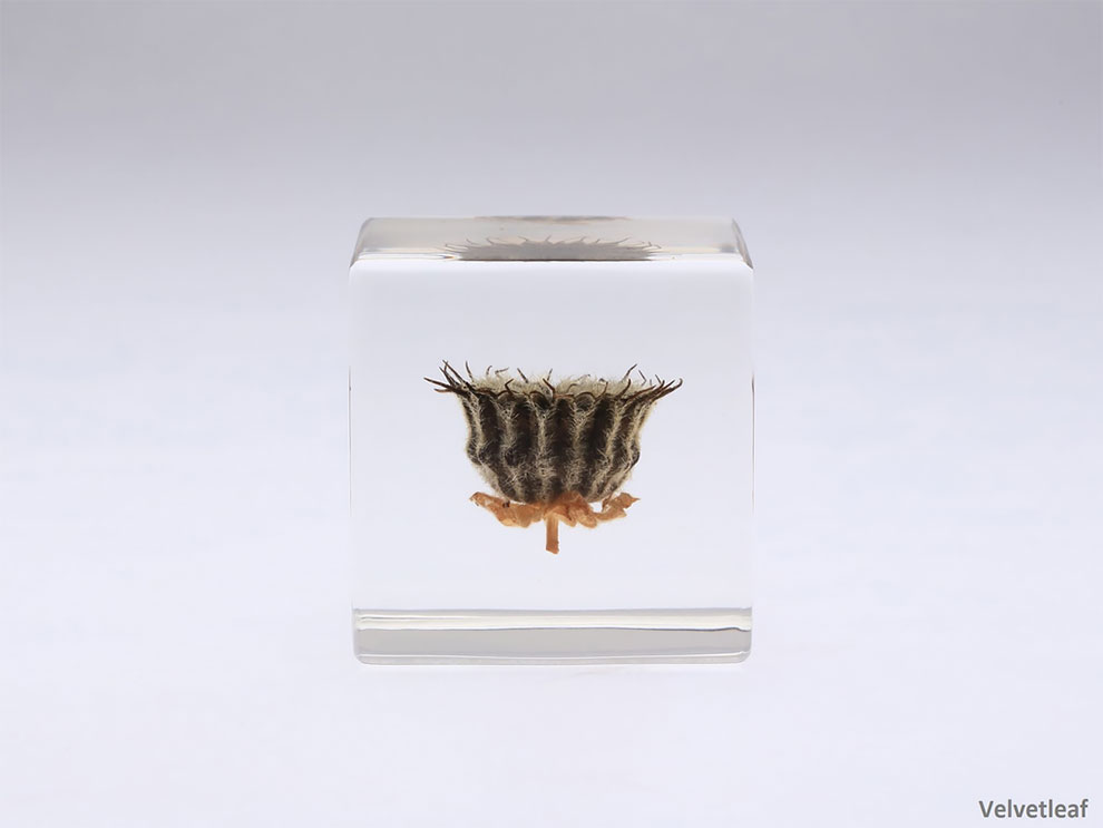 The Real Objects Of Nature Preserved In Acrylic Cubes » Design You ...
