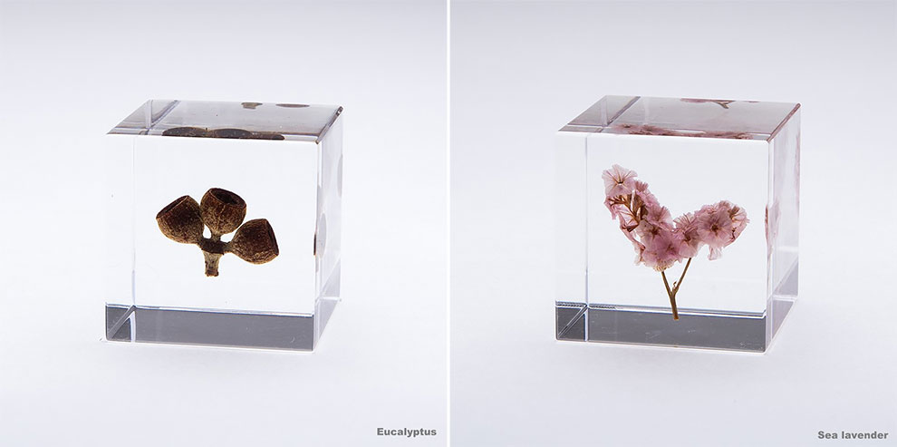 The Real Objects Of Nature Preserved In Acrylic Cubes » Design You ...