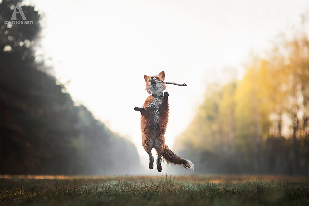 Curious Fox Strikes Up Unlikely Friendship With Polish Photographer ...