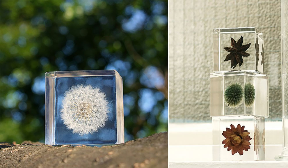 The Real Objects Of Nature Preserved In Acrylic Cubes » Design You ...