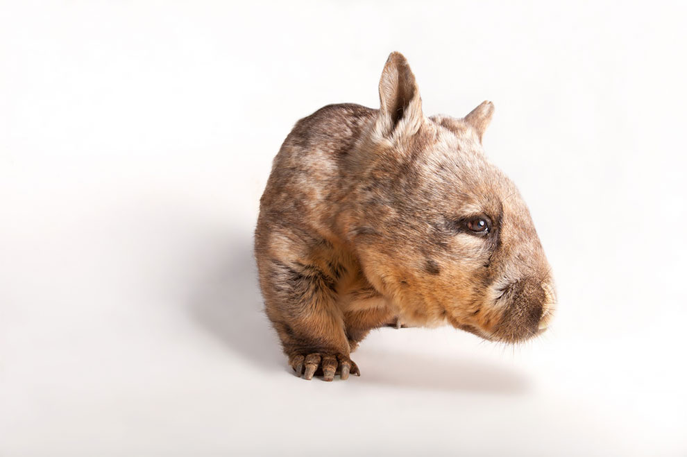 Australian Native Wildlife: The National Geographic Photographer ...