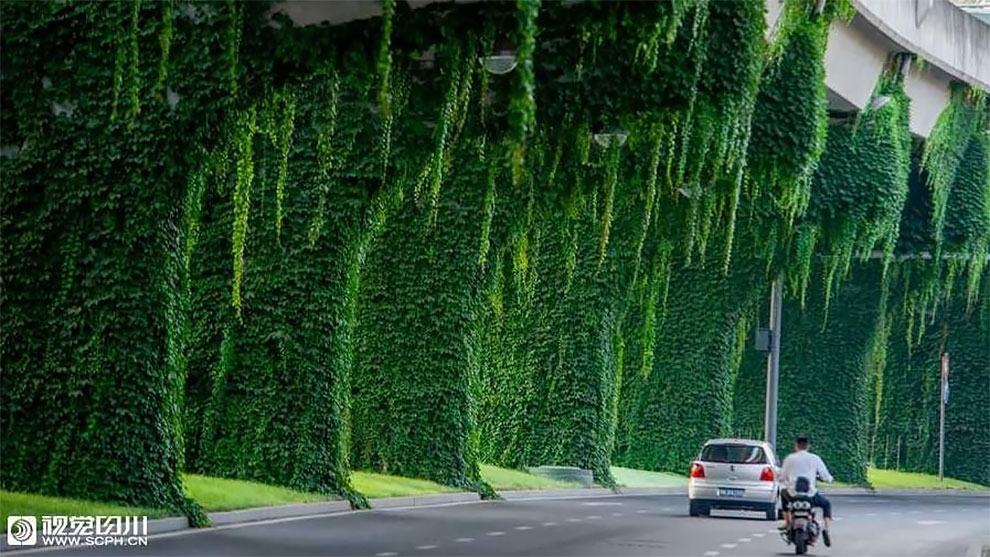 Lush Boston Ivy Transforms Flyover Into Green Corridor » Design You ...