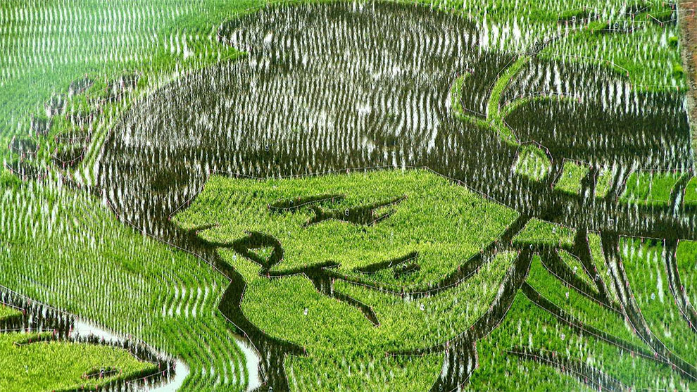 Japan Marks 10th Anniversary Of Rice Field Art » Design You Trust ...
