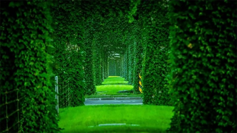 Lush Boston Ivy Transforms Flyover Into Green Corridor » Design You ...