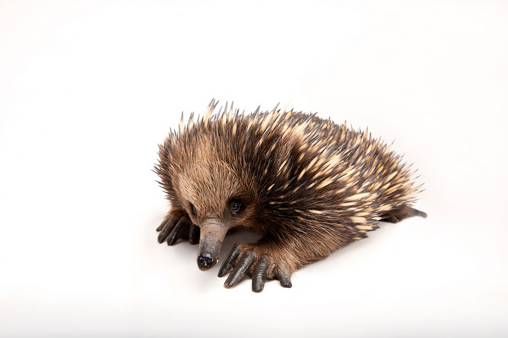 Australian Native Wildlife: The National Geographic Photographer ...