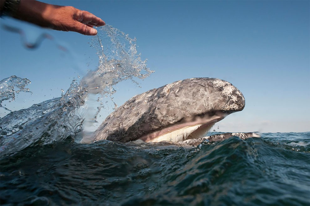 These Grey Whale Calves Love Posing For Their Close Ups As They Go Oh ...