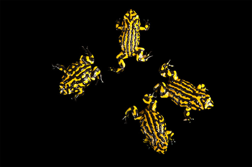 Australian Native Wildlife: The National Geographic Photographer ...
