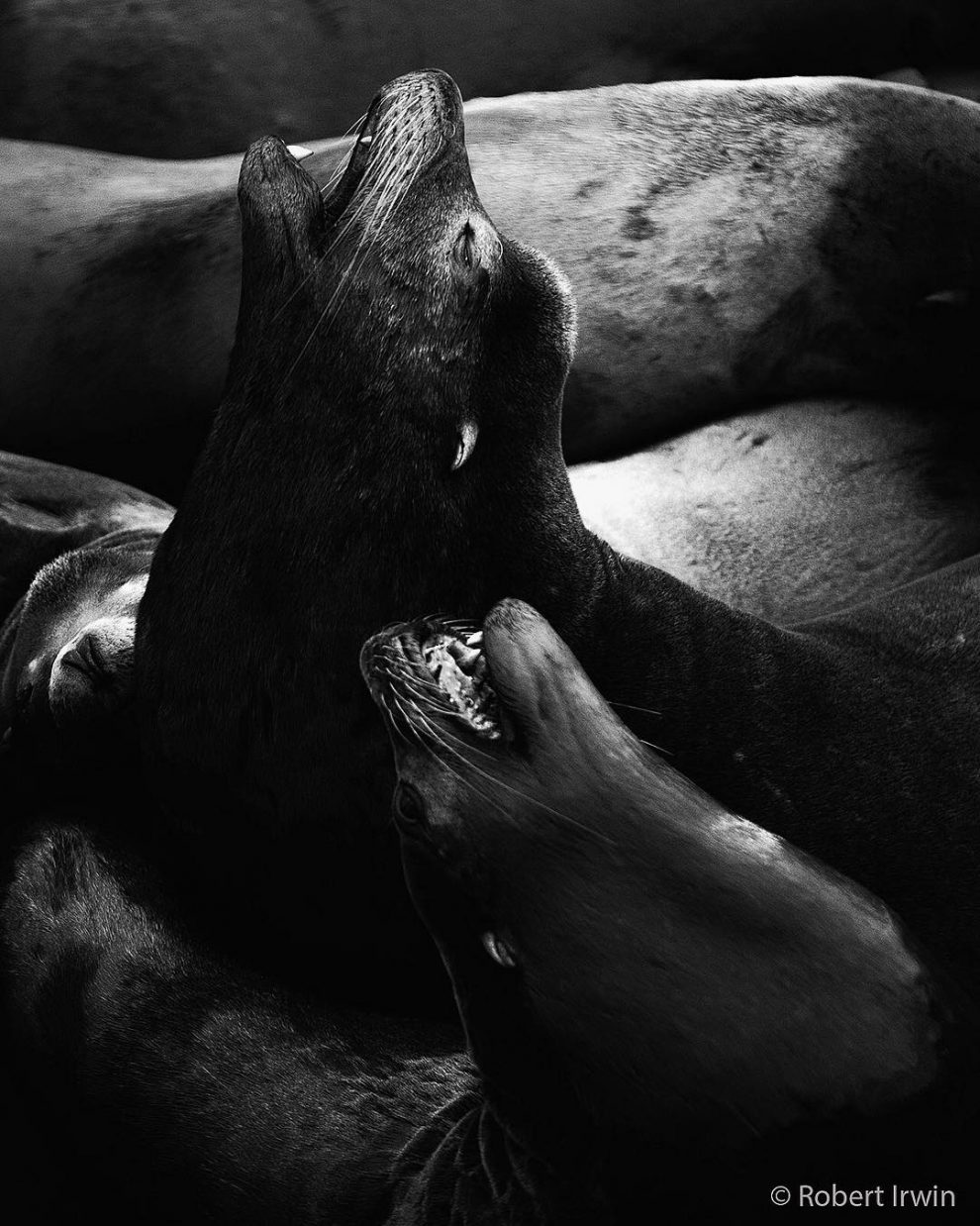 Steve Irwin’s Son Is An Award Winning Photographer And These Photos ...