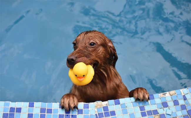 Man Builds 2,000 Square Meters Swimming Pool For Dogs » Design You ...