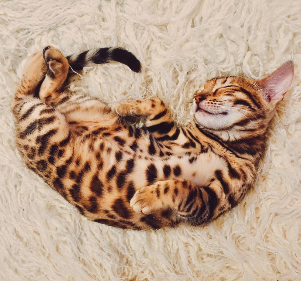 Meet Suki, The Adventure Wondercat Who Became An Instagram Star ...