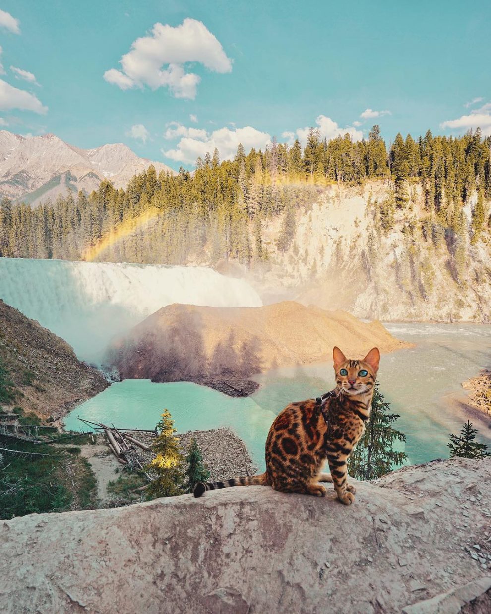 Meet Suki, The Adventure Wondercat Who Became An Instagram Star ...
