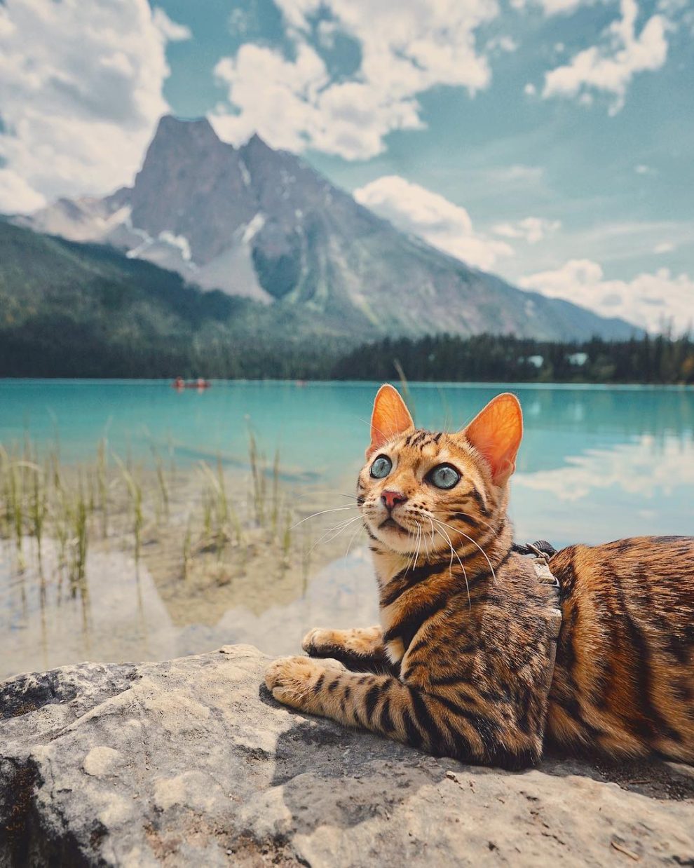Meet Suki, The Adventure Wondercat Who Became An Instagram Star ...