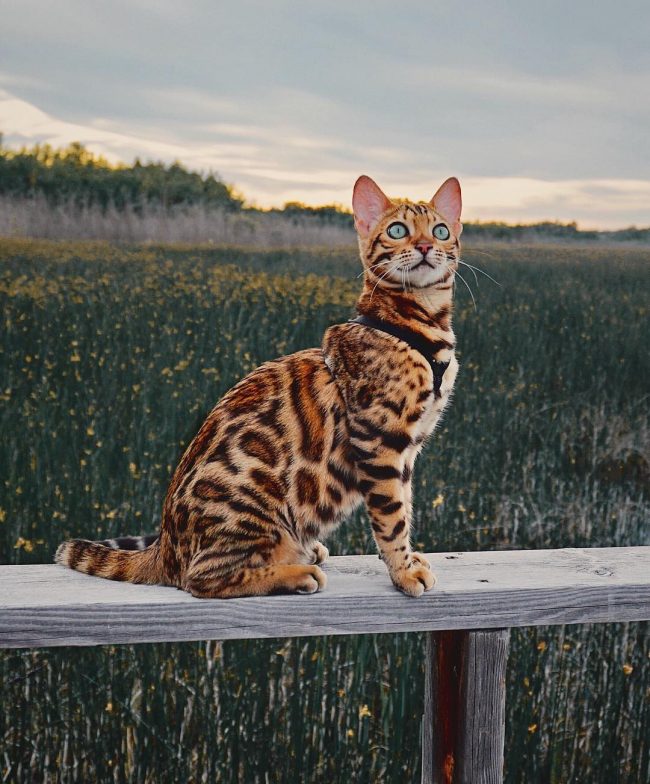 Meet Suki, The Adventure Wondercat Who Became An Instagram Star ...