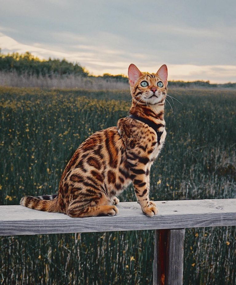 Meet Suki, The Adventure Wondercat Who Became An Instagram Star ...
