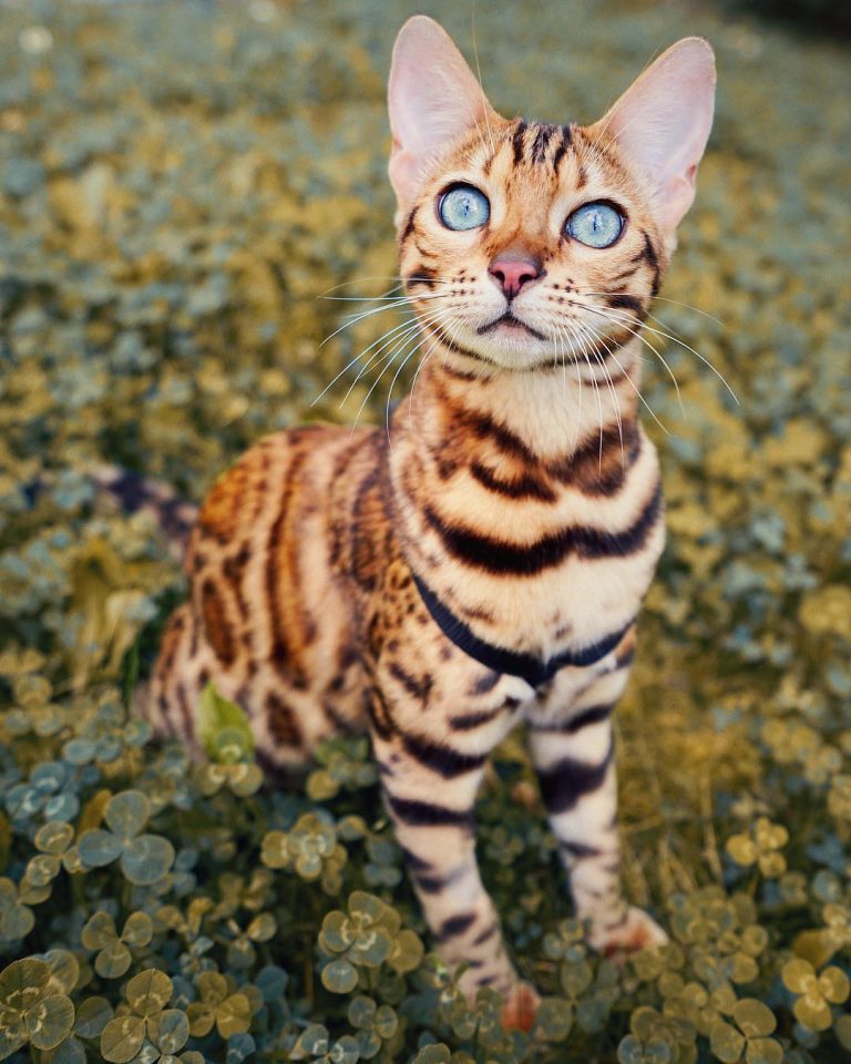 Meet Suki, The Adventure Wondercat Who Became An Instagram Star ...