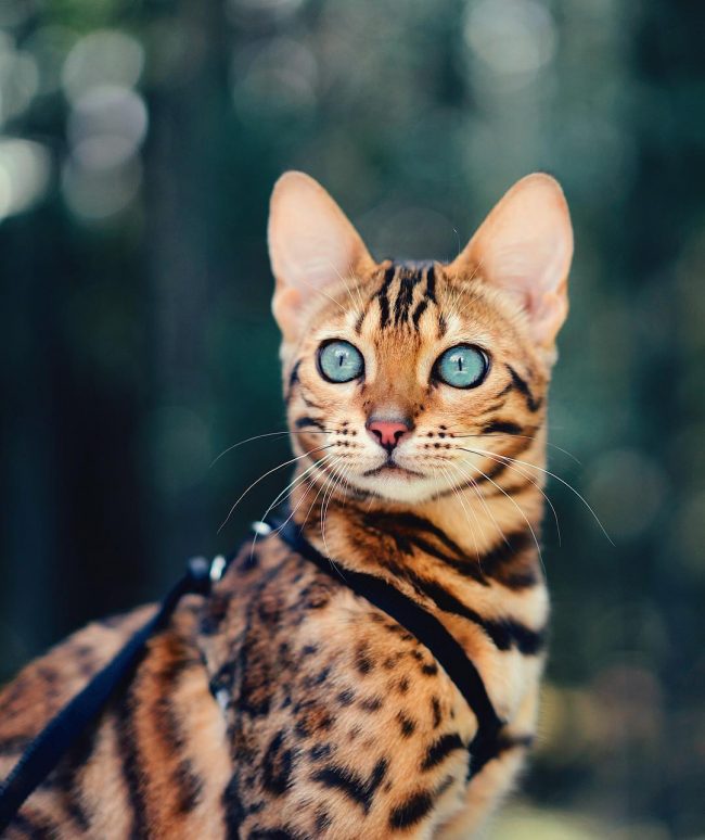 Meet Suki, The Adventure Wondercat Who Became An Instagram Star ...