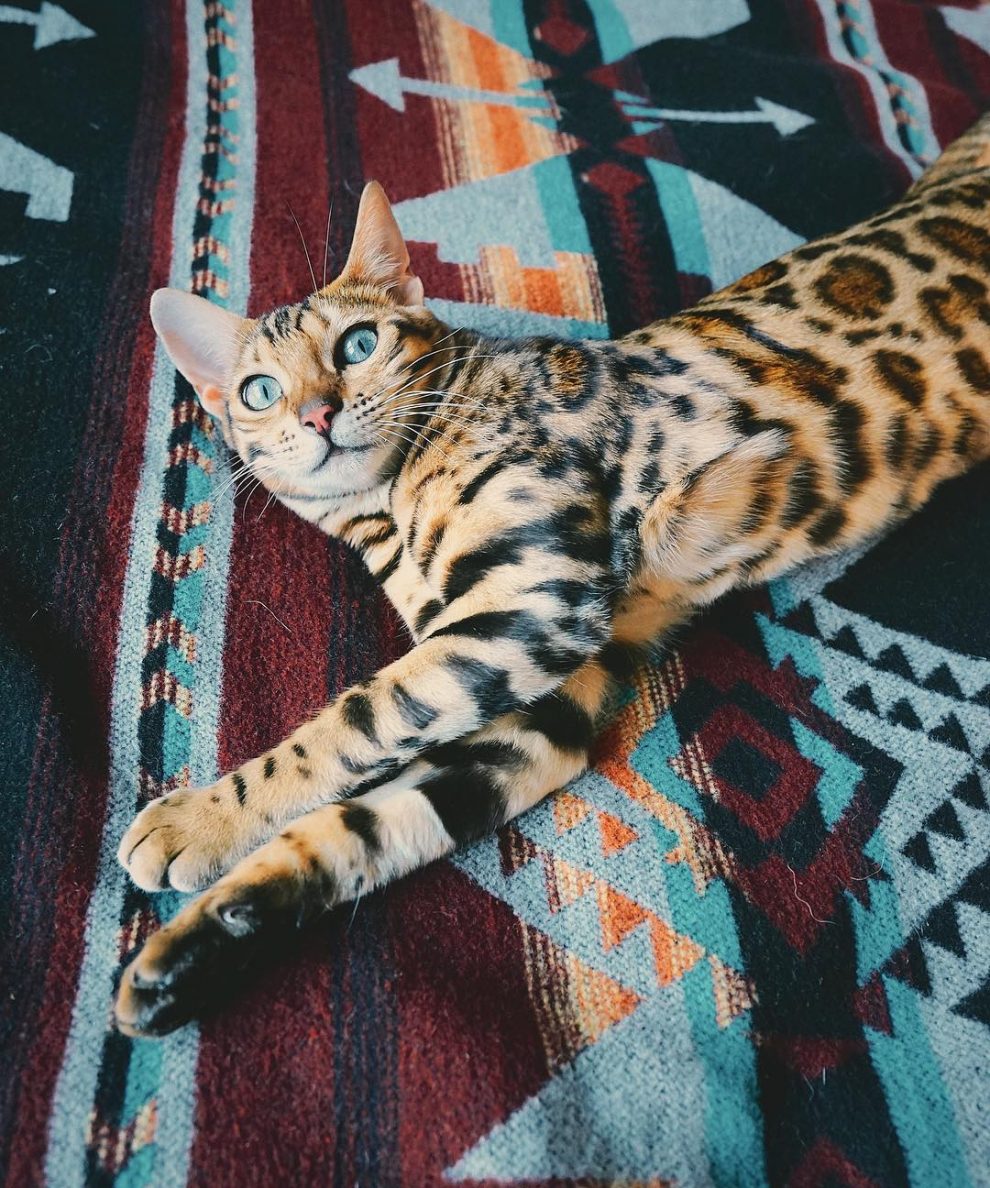 Meet Suki, The Adventure Wondercat Who Became An Instagram Star ...