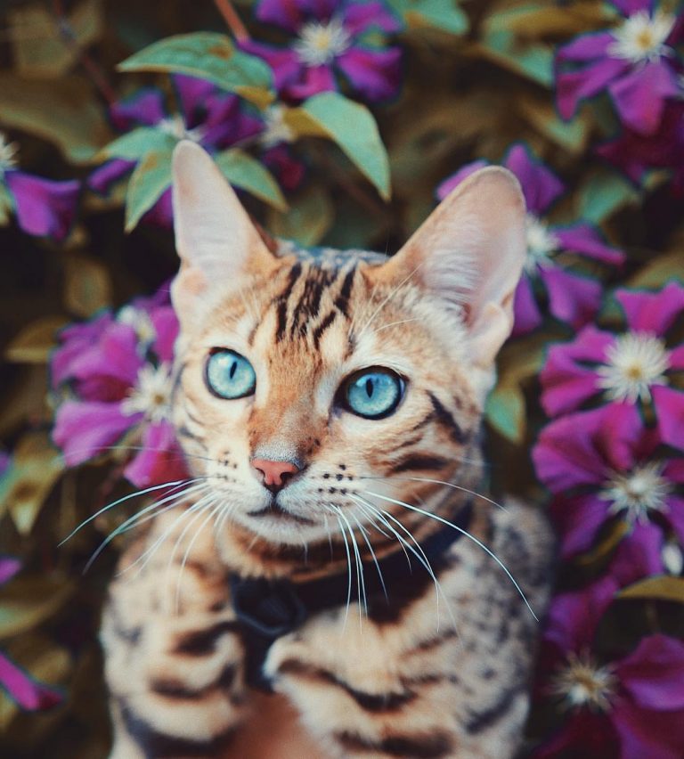 Meet Suki, The Adventure Wondercat Who Became An Instagram Star ...