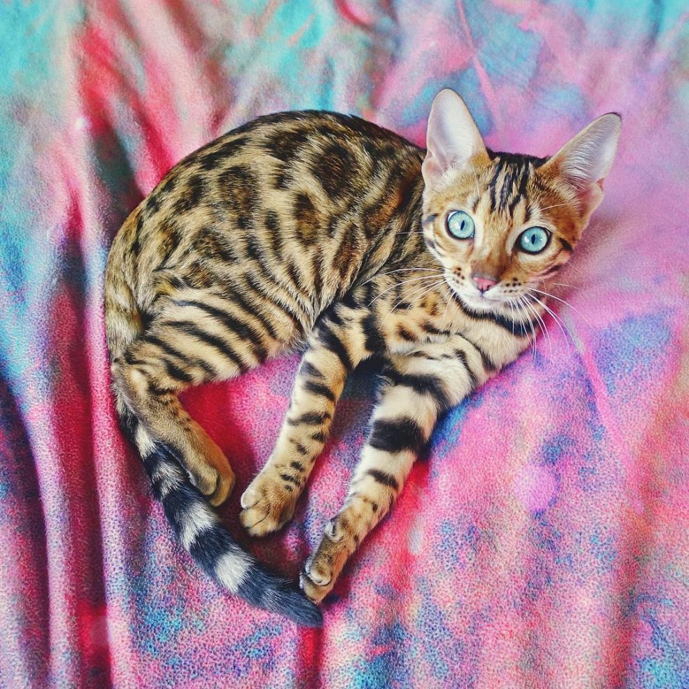 Meet Suki, The Adventure Wondercat Who Became An Instagram Star ...
