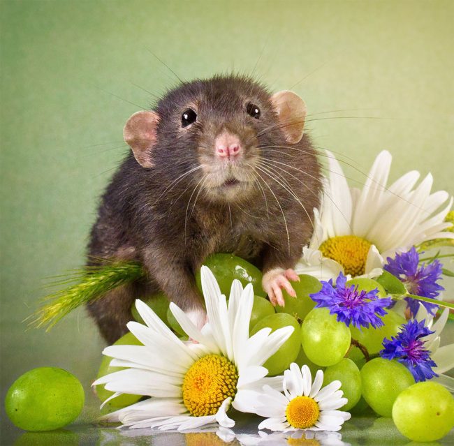 “Fancy Rats”: A Collection Of Domestic Rats Portraits By Diane Ozdamar ...