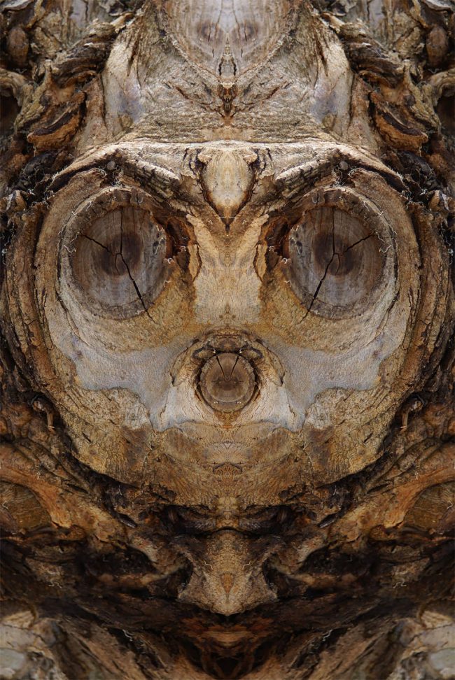 Reflected Images Of Tree Bark Reveal The Faces Hiding In The Forest ...