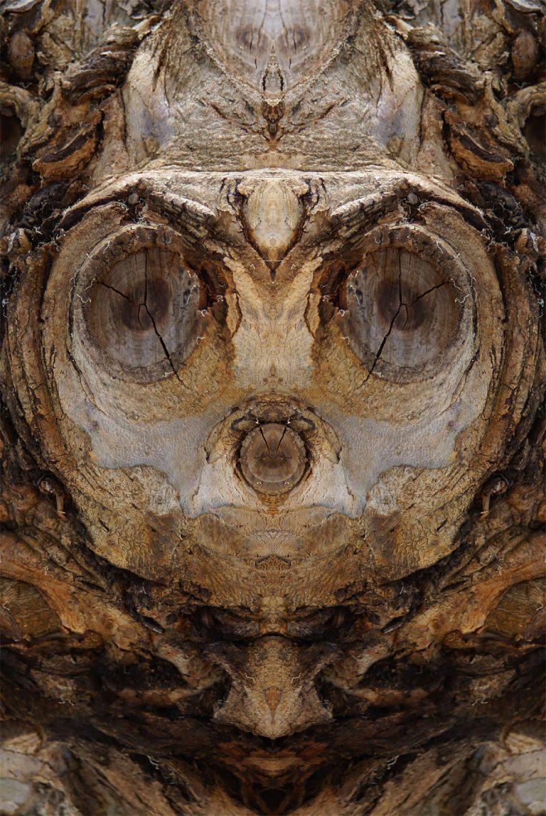 Reflected Images Of Tree Bark Reveal The Faces Hiding In The Forest ...