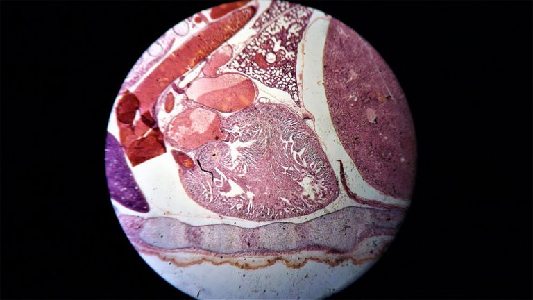 Winning Photos Of The 2017 UK Royal Society Of Biology Photographer Of ...