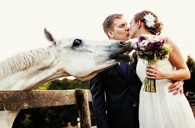 Hilarious Snaps Of The Unfortunate Brides Upstaged By Animals On Their ...