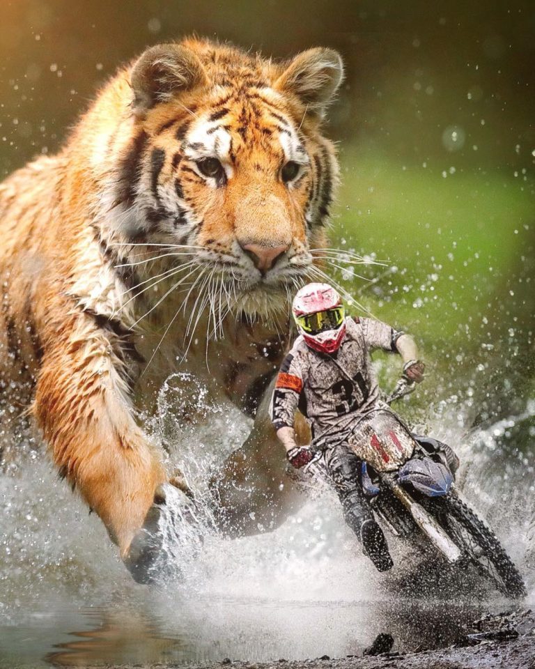 “Giant Animals And Tiny Humans”: Breathtaking Surreal Photo ...