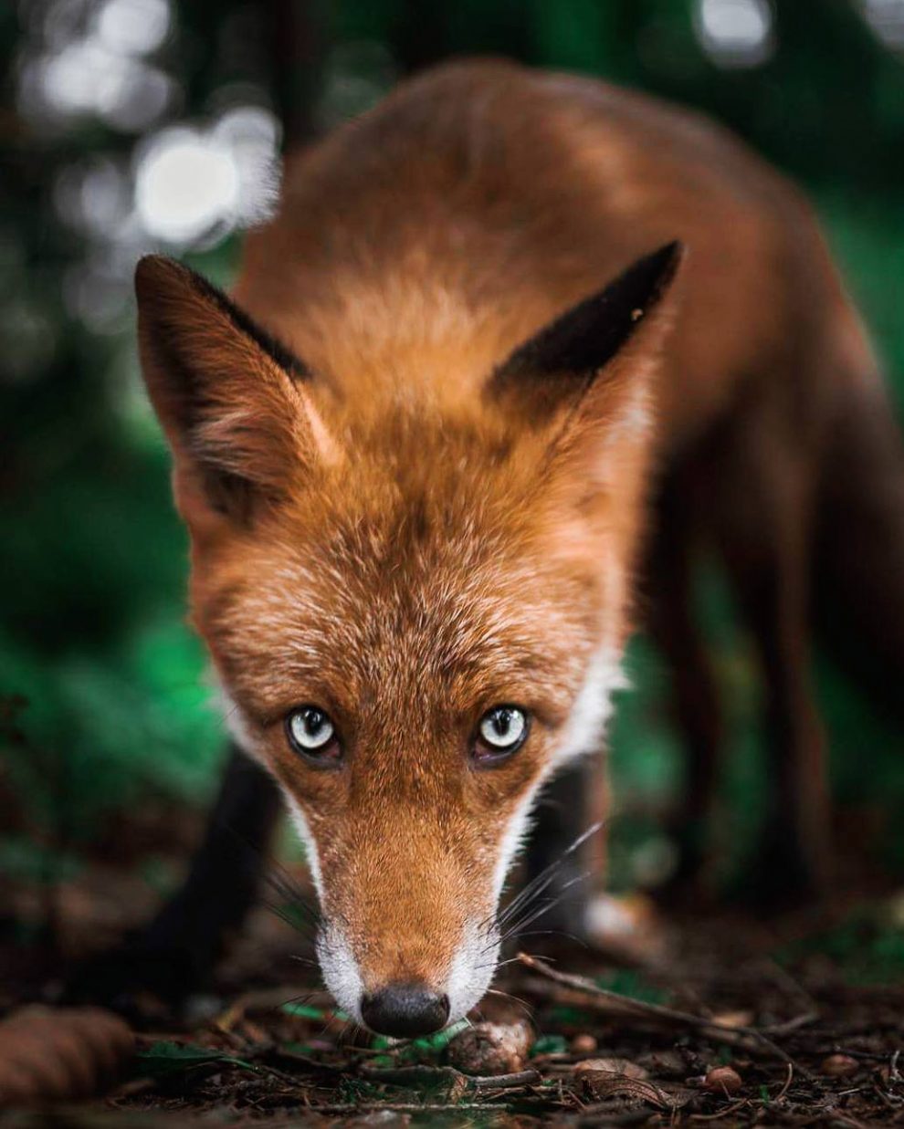 “Into The Wildlands Of Finland”: Dreamlike Animal Portraits By Joachim ...