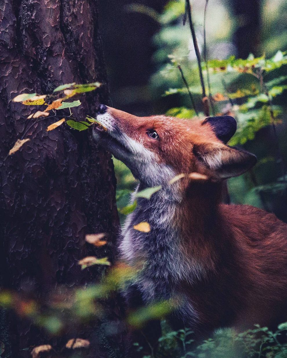 “Into The Wildlands Of Finland”: Dreamlike Animal Portraits By Joachim ...