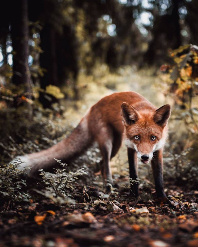 “Into The Wildlands Of Finland”: Dreamlike Animal Portraits By Joachim ...